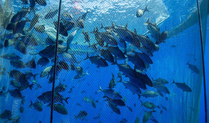 Advantages of UV Disinfection in Aquaculture - PURITOR.COM